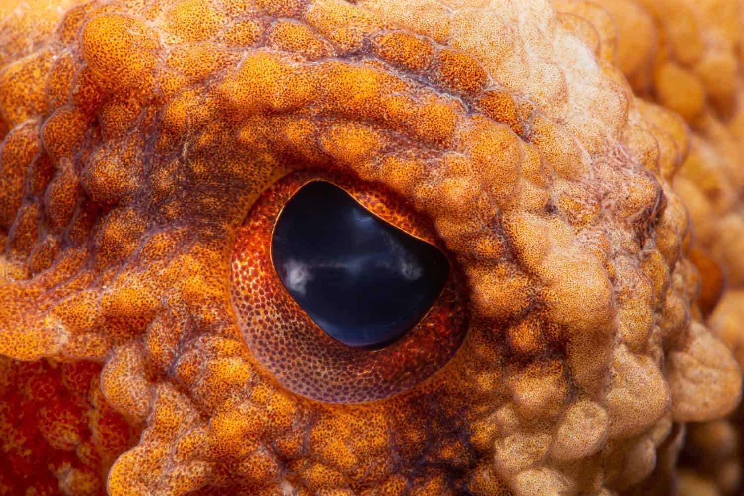 Octopuses use mirrors to map space like primates and dolphins