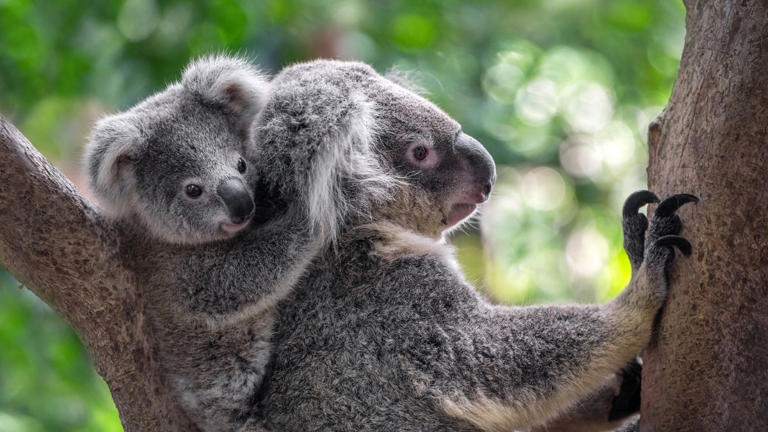 5 dumbest animals in the world and how they defy evolution