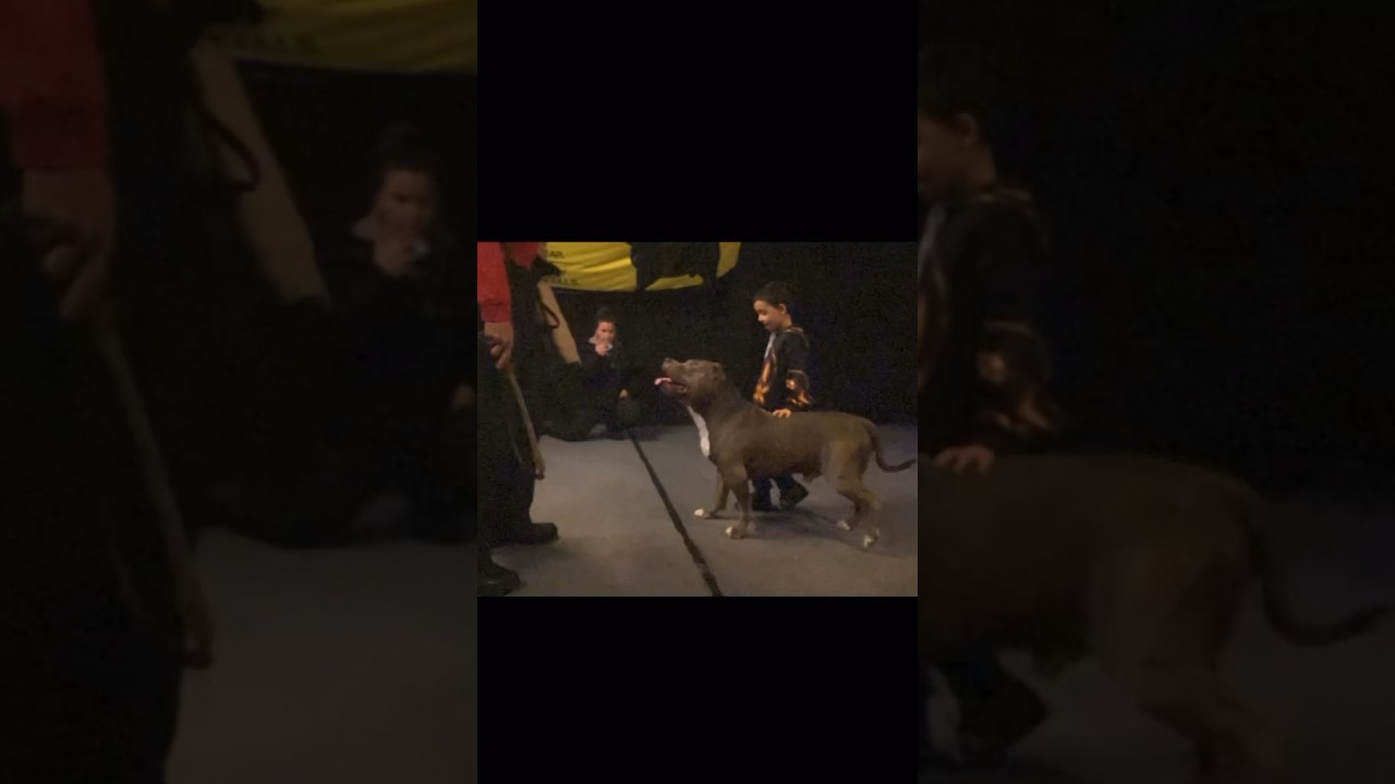 A pitbull learns how to protect children