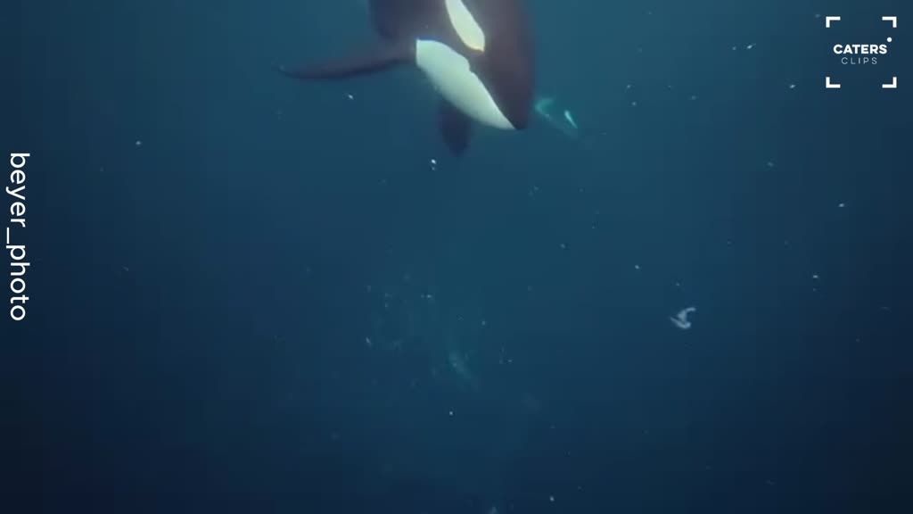 Videographer captures two ocean giants in one remarkable video