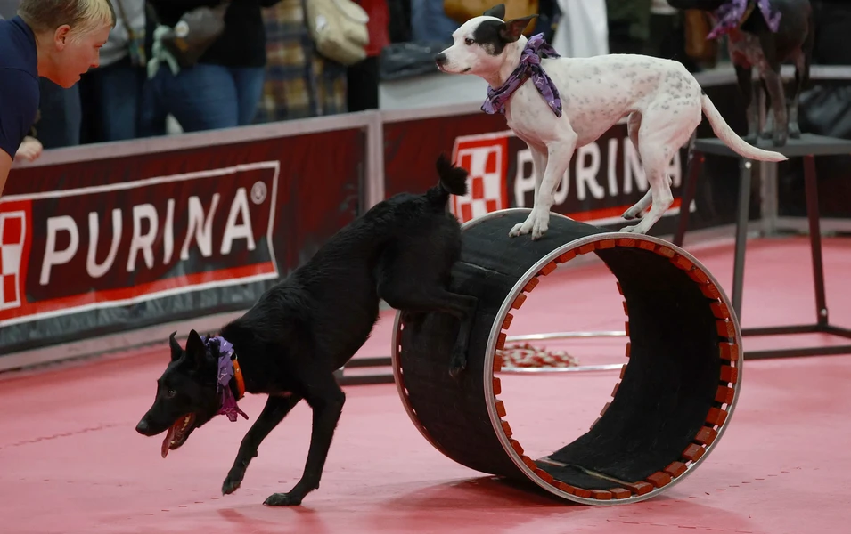 Turning your dog into an agility star