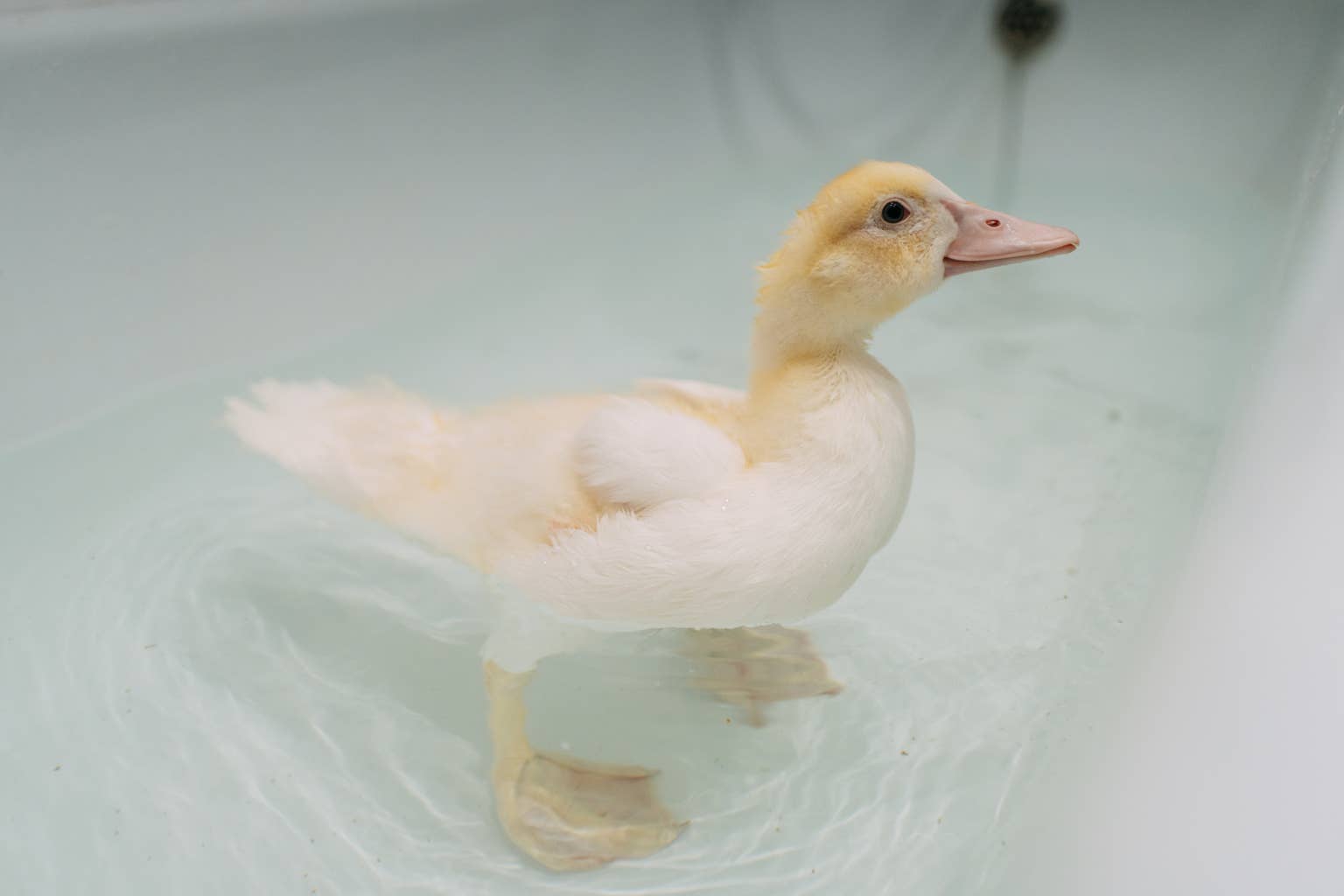 A woman shows her exact routine for a duckling's bath time, and it's so ...