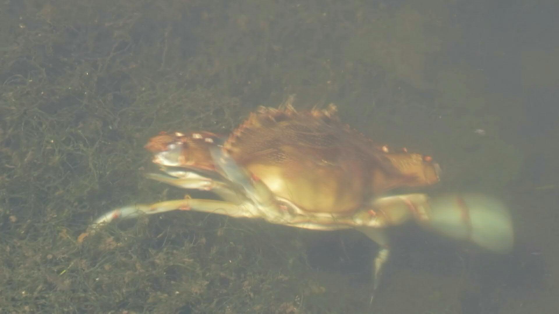 Le crabe bleu, prédateur venu d'Amérique
