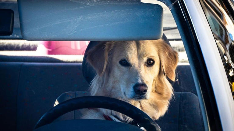 Humane Society of North Myrtle Beach warns: Don’t leave pets in ...