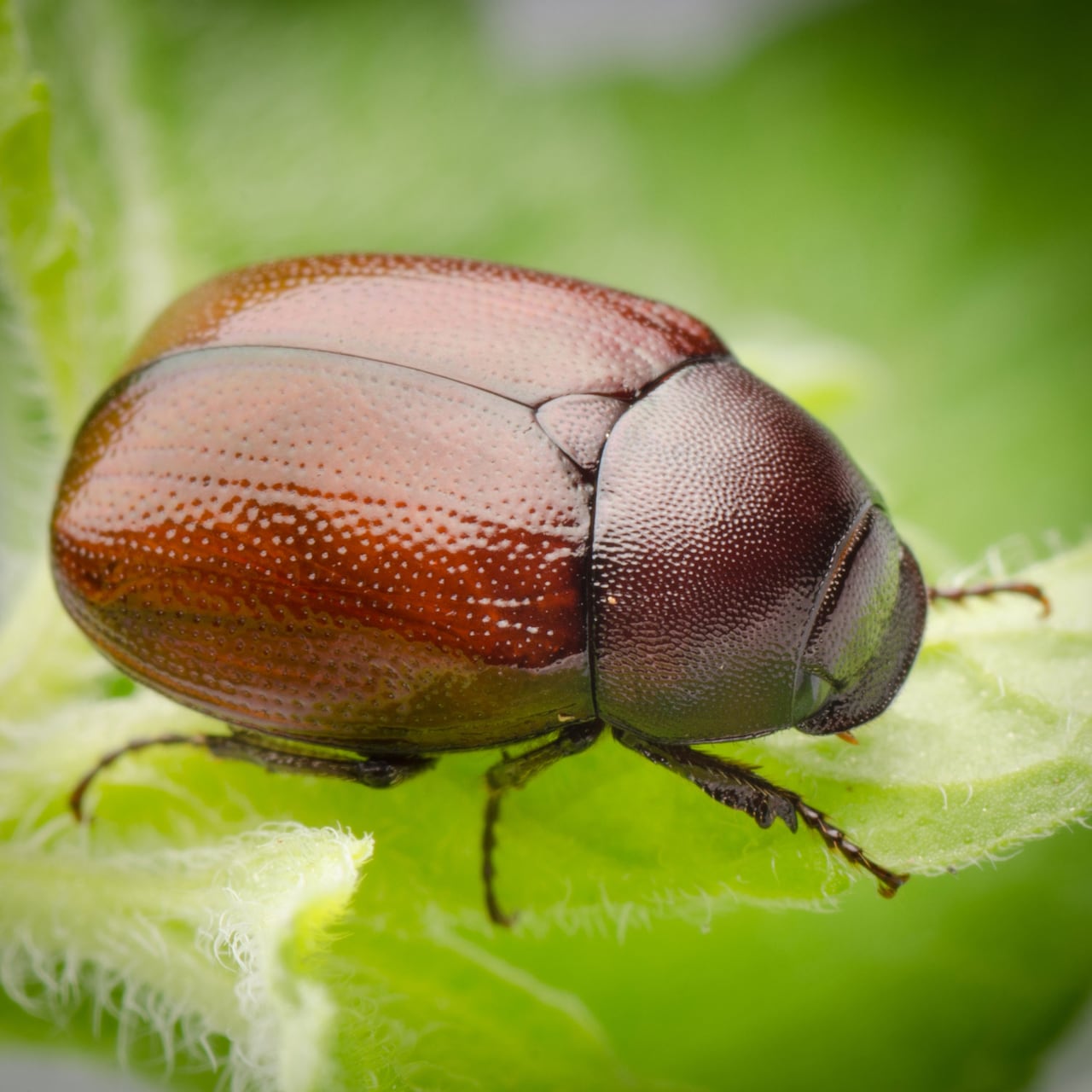 Hate them or tolerate them, June bugs are an important part of PEI.'s ...