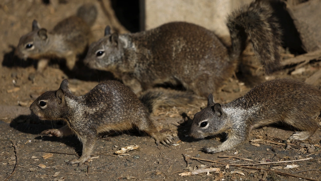 How to protect gardens from squirrel damage