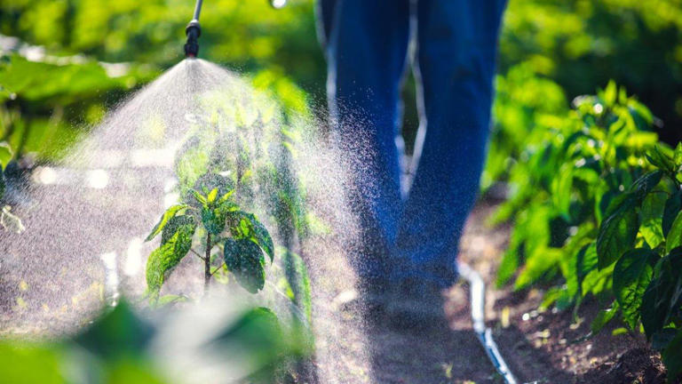 Pesticides, PFAS, cadmium... « Nous sommes à peu près tous contaminés