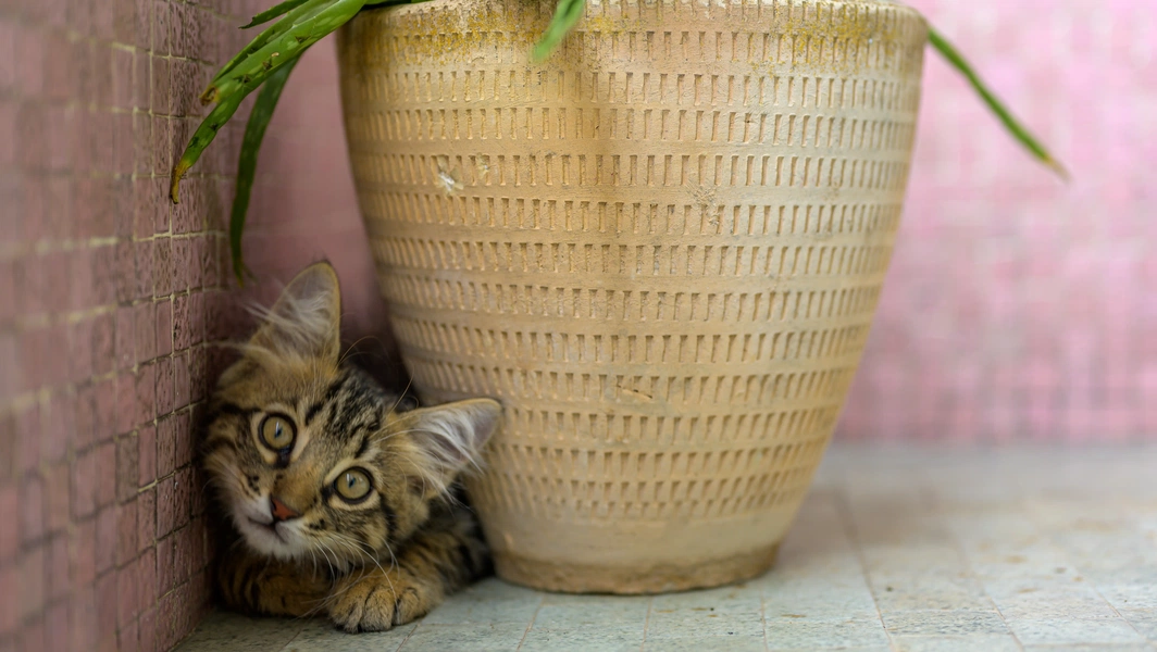 11 tips and tales about kittens alone and in hiding