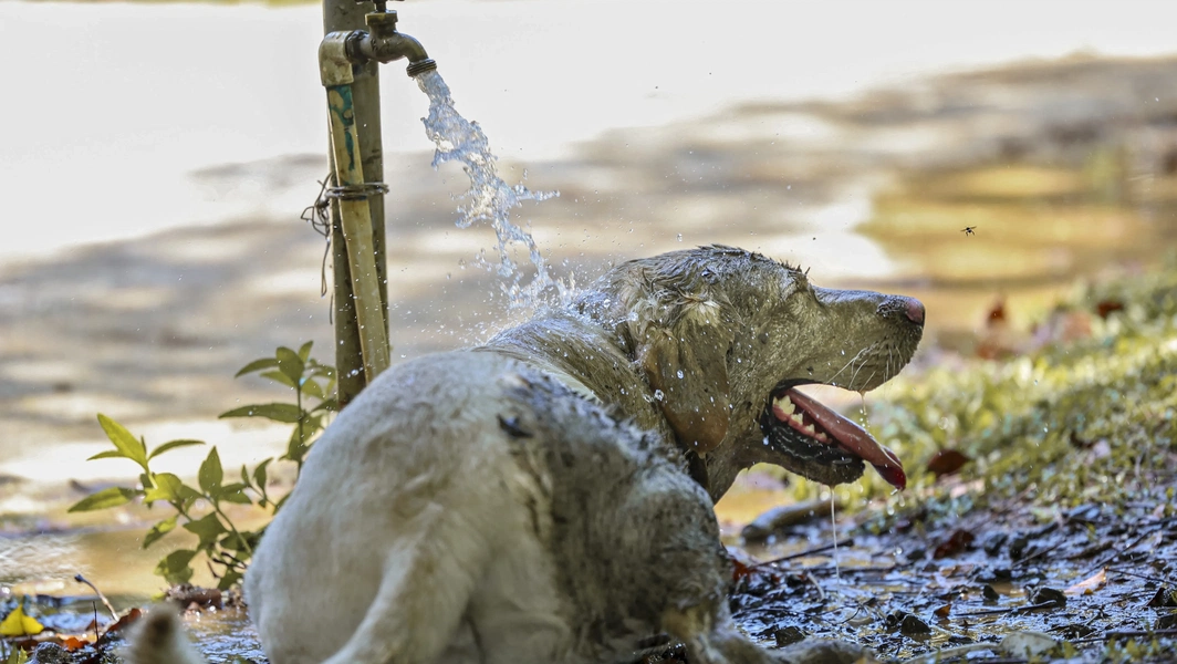 Experts outline summer safety tips for dogs amid heat risks