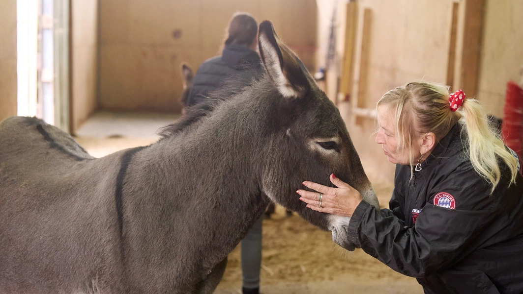 5 heartwarming and playful donkey moments