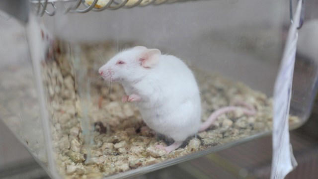 Experimental Alzheimer's compound helps mice live longer by hitting a ...