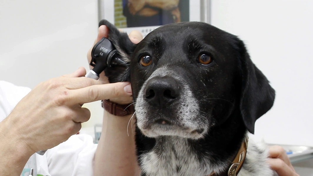 Understanding dog ear infections