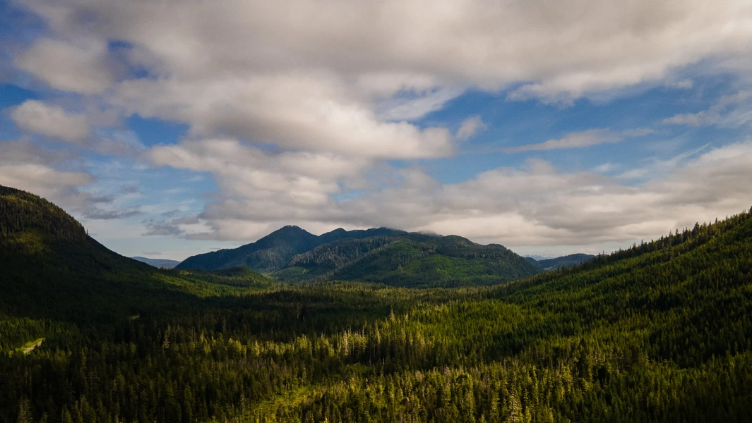 9 ancient forests across the United States