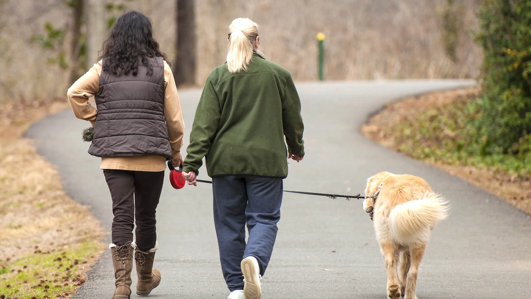 8 golden retrievers who hate being apart