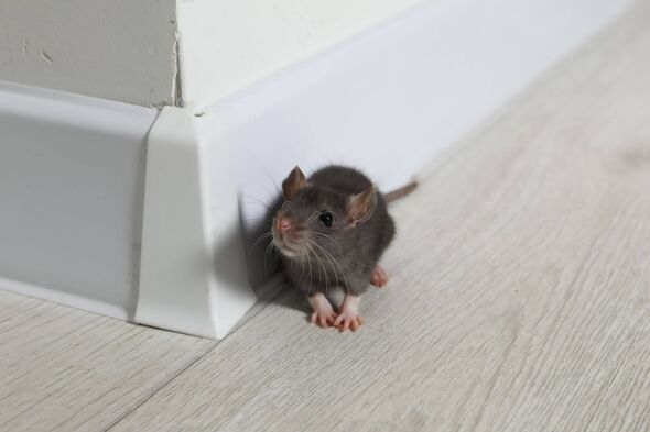 Kitchen staple costing just £1 will keep rats away from your home for good