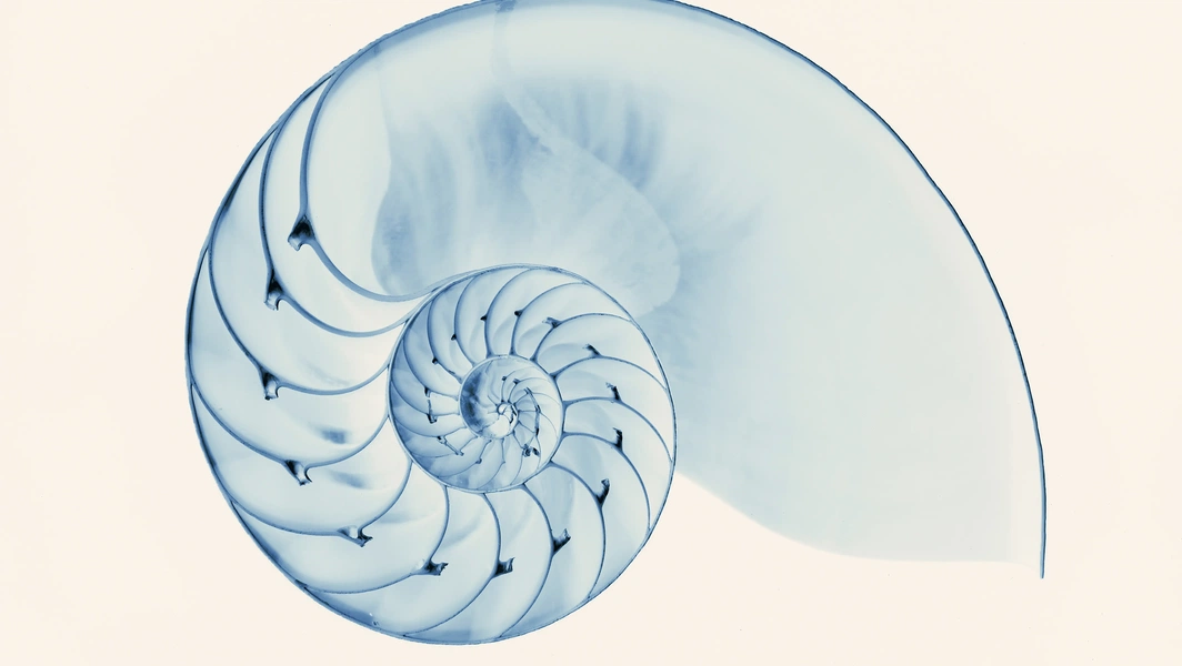Rewriting prehistoric histories through fossil reclassification