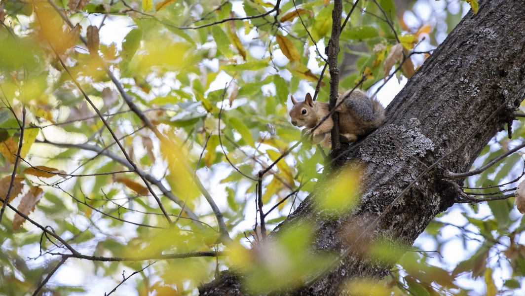 5 unusual discoveries hidden in trees