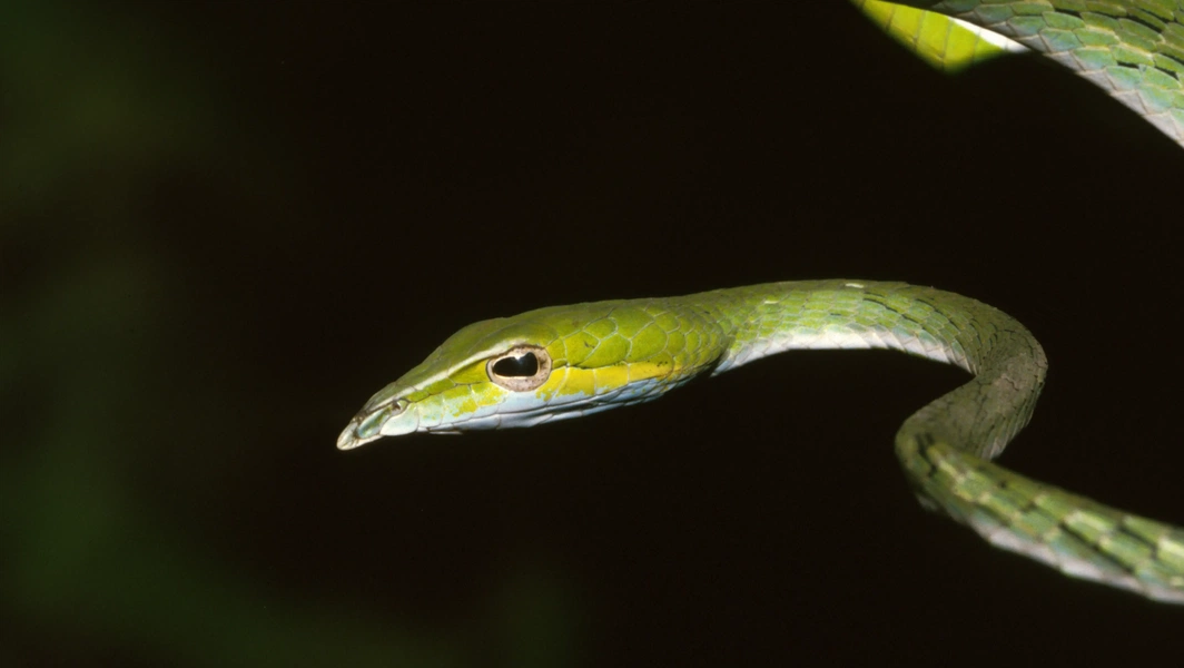 4 playful and creative snake depictions