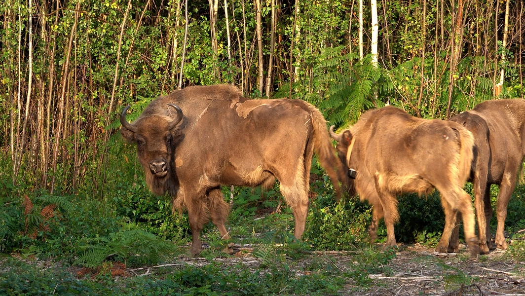 Bison rewilding transforms Cumbria’s landscapes