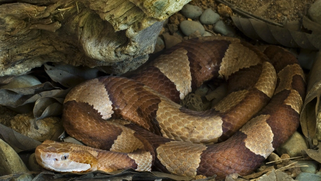 Protecting pets from copperhead snake bites