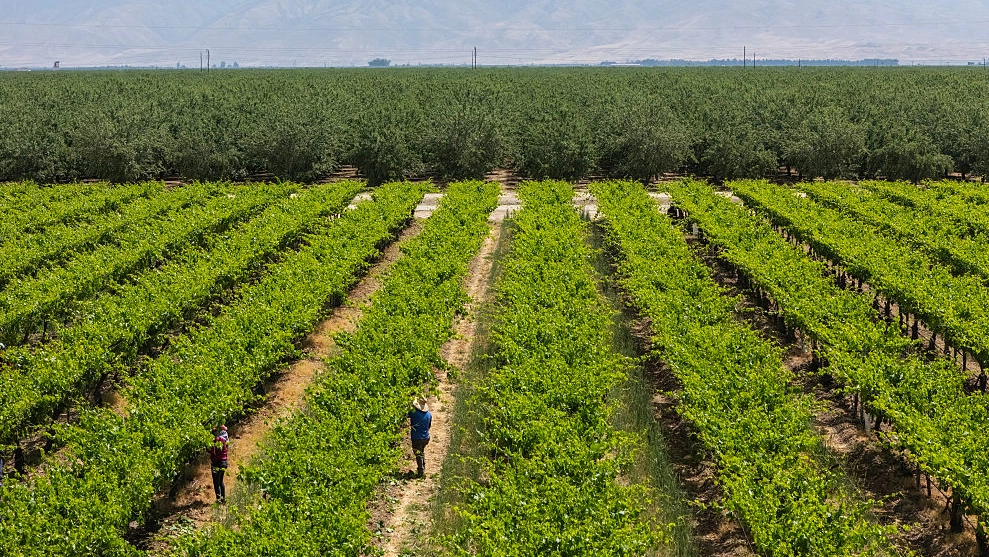 Economic and environmental shifts in Napa and Sonoma wines