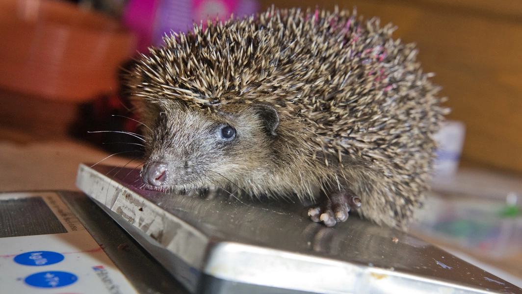 Rescuing and rehabilitating vulnerable hedgehogs