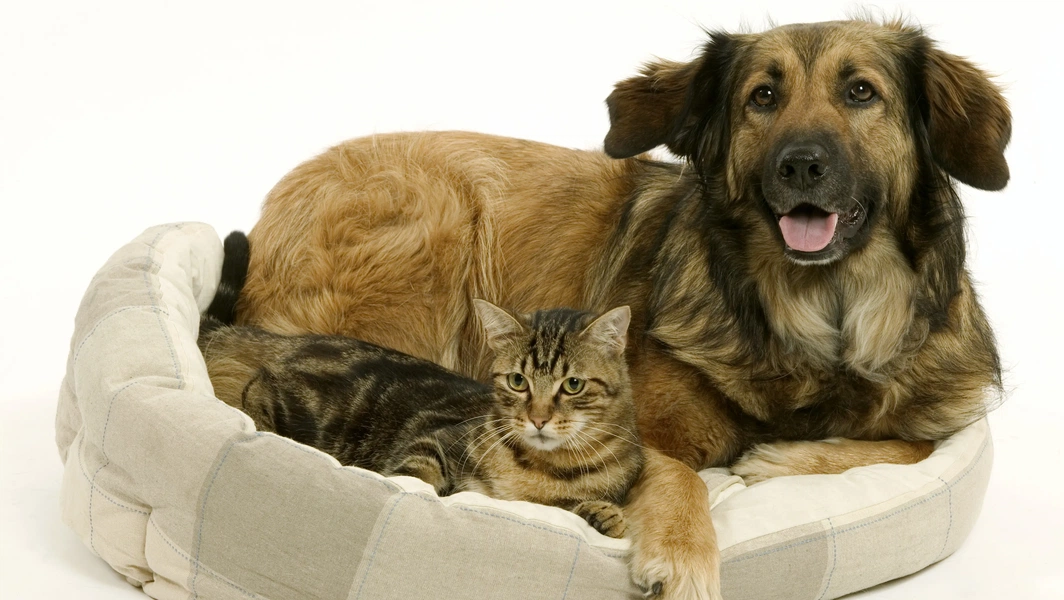 9 remarkable stories of unlikely animal friendships