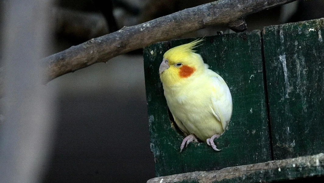 13 popular pet birds and their unique traits