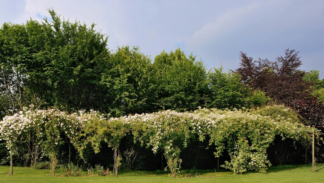 14 climbing plants perfect for pergolas