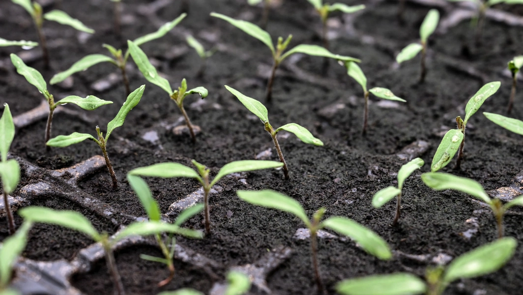 Best practices for planting tomatoes