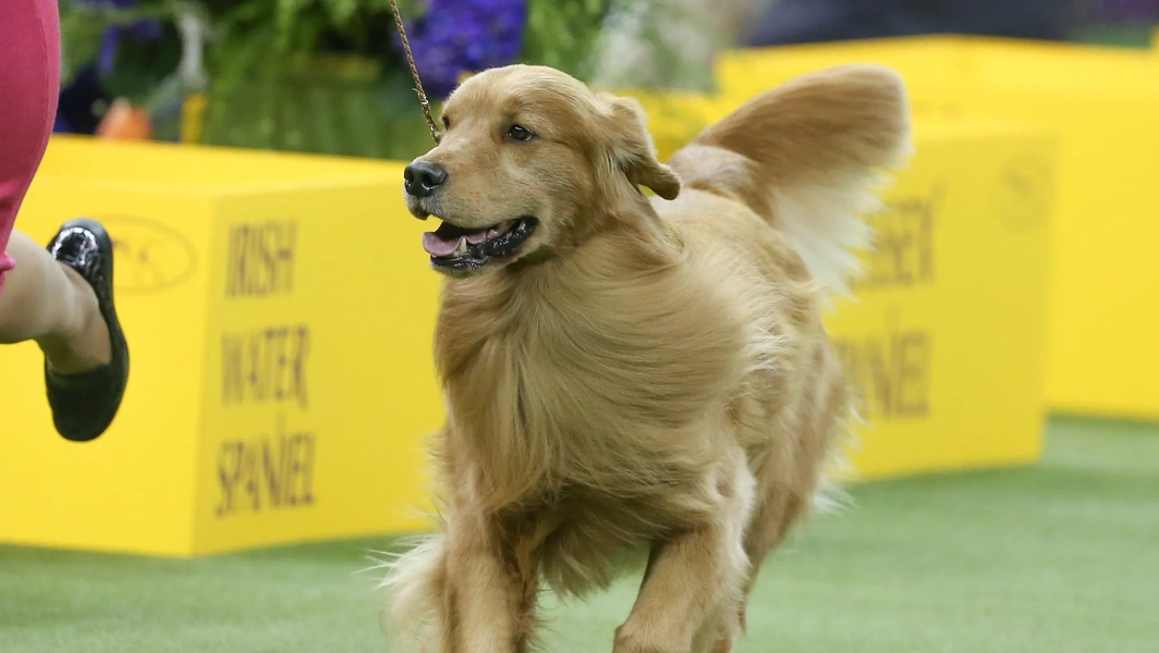 English cream golden retrievers: History, traits, and care