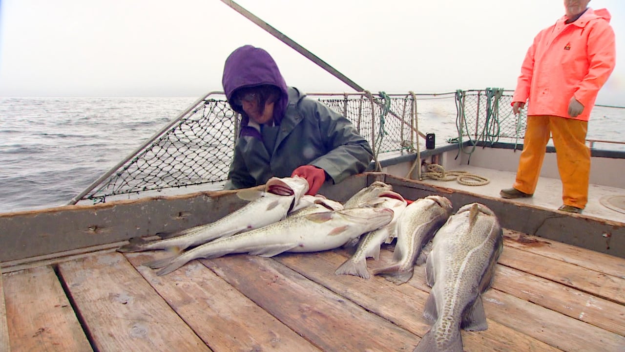 Ottawa accelerates NL.’s commercial cod fishery