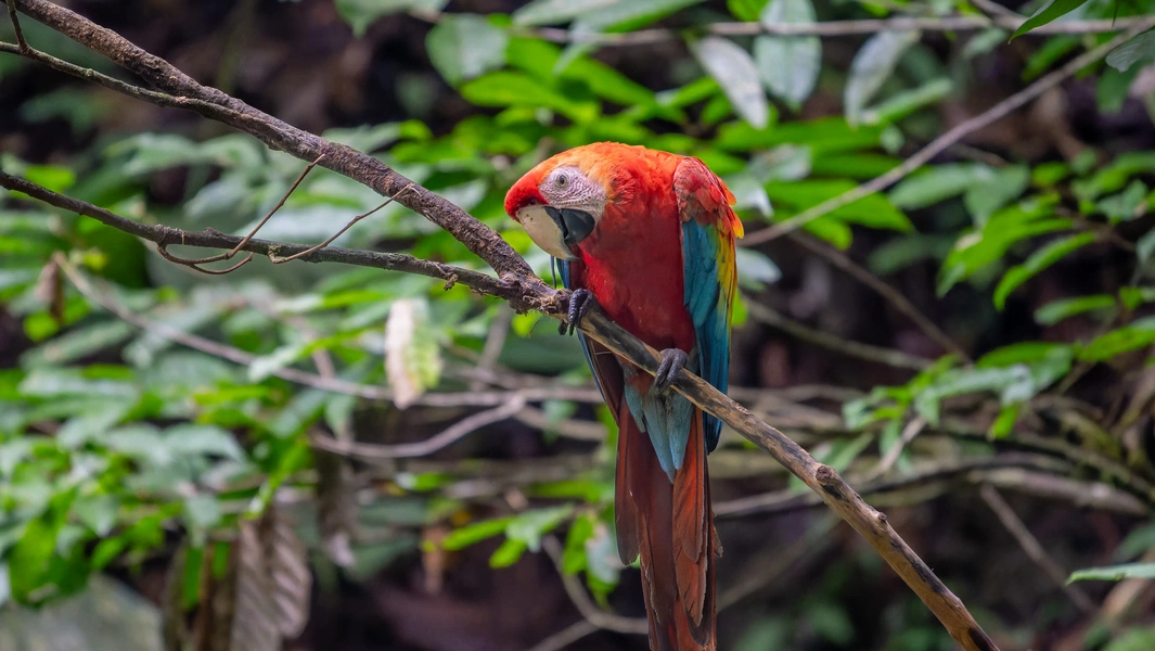 14 strikingly colorful birds from around the world