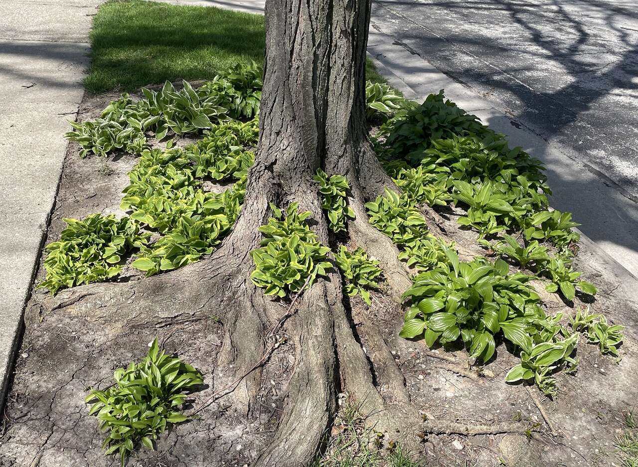 How to resolve those unsightly tree root conflicts