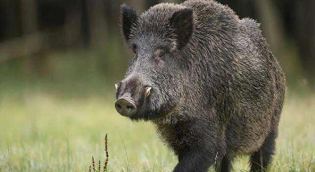 15 injured after van hits tree while trying to avoid wild boar in Kerala