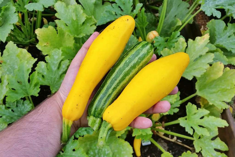 Ces gestes simples peuvent transformer vos pieds de courgettes en ...