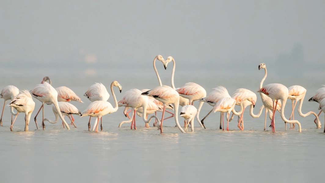 Flamingo feather color linked to diet and habitat health