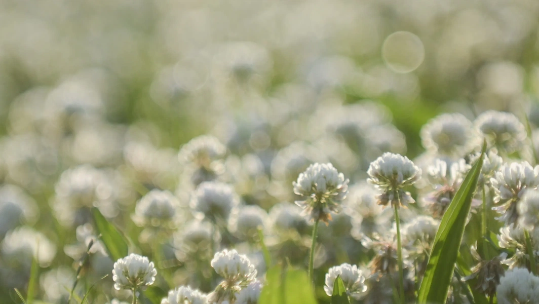 Natural strategies to control white clover