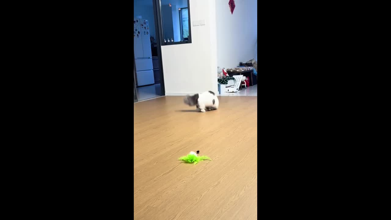 Cat slips and slides while running across smooth floor in Guangdong, Chin