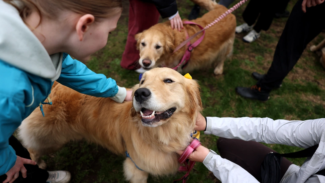 Golden retrievers as gentle companions for cats and people