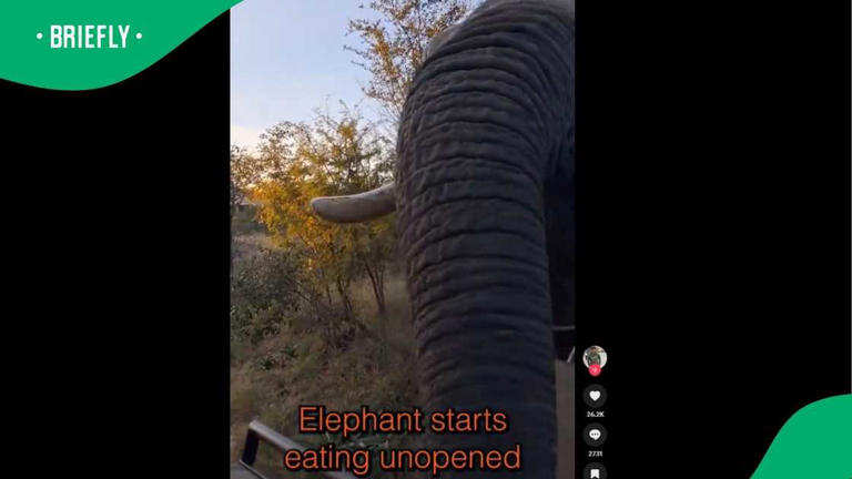 The big 5? Elephant targets man at Kruger as tourists scramble to ...