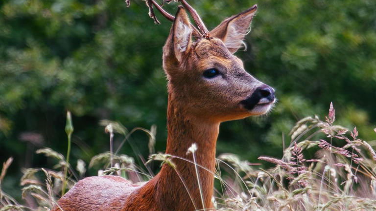 Big picture: This week's images from the South