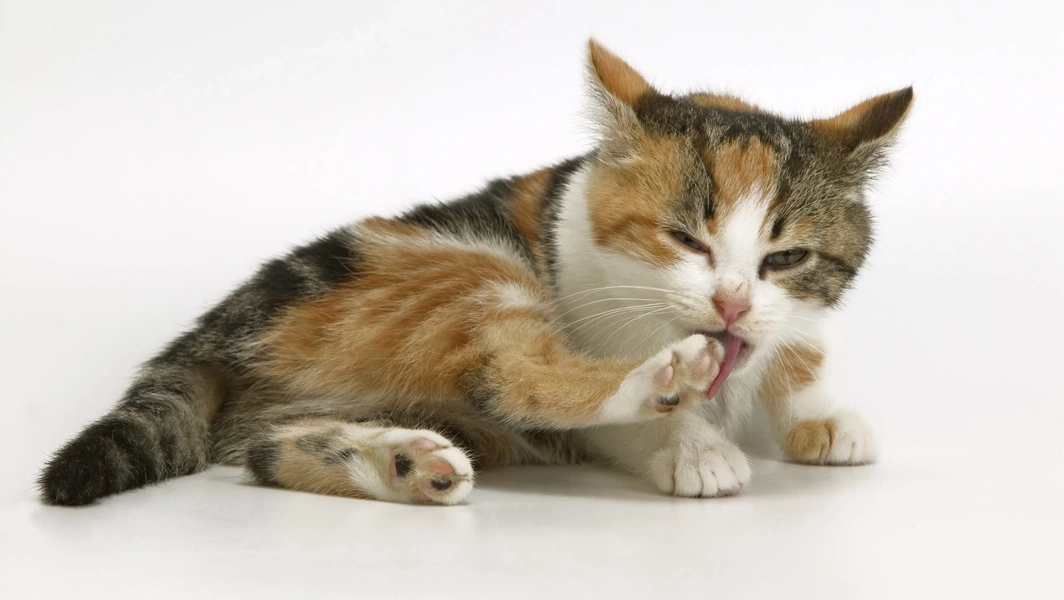 Why cats stick out their tongues