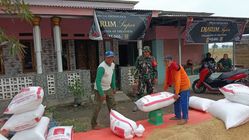 Dampingi panen padi di Sumuradem, Babinsa pastikan hasil tani terukur ...