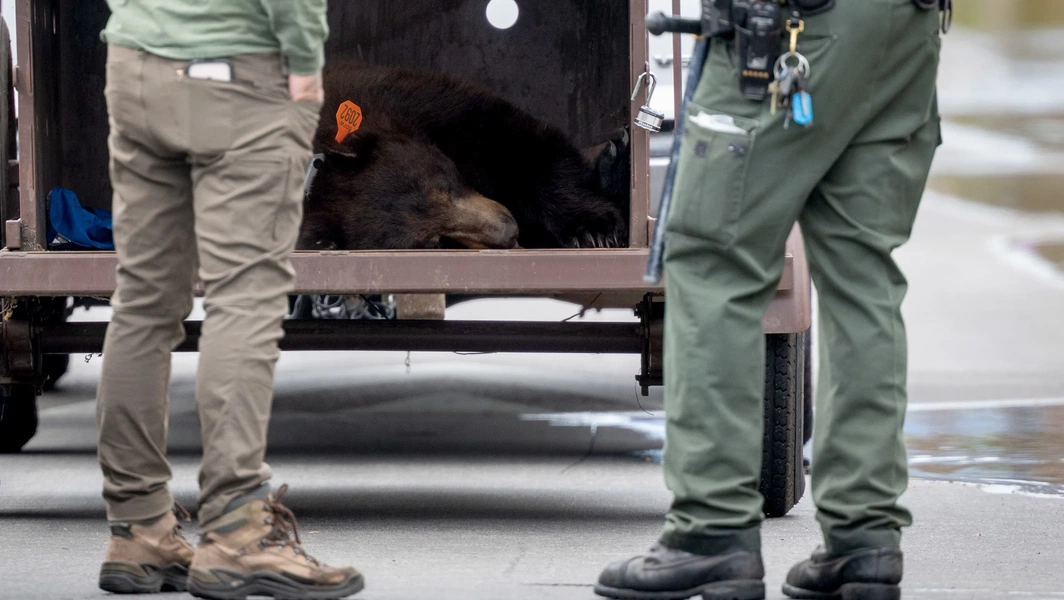 Bear activity triggers camping restrictions in Colorado and Arizona