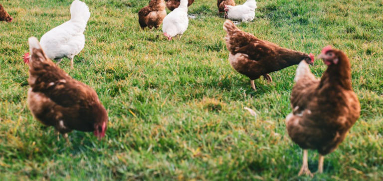 El mito del huevo de «gallinas felices»