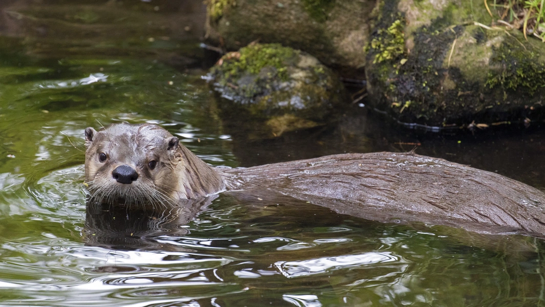 How eDNA is changing otter conservation