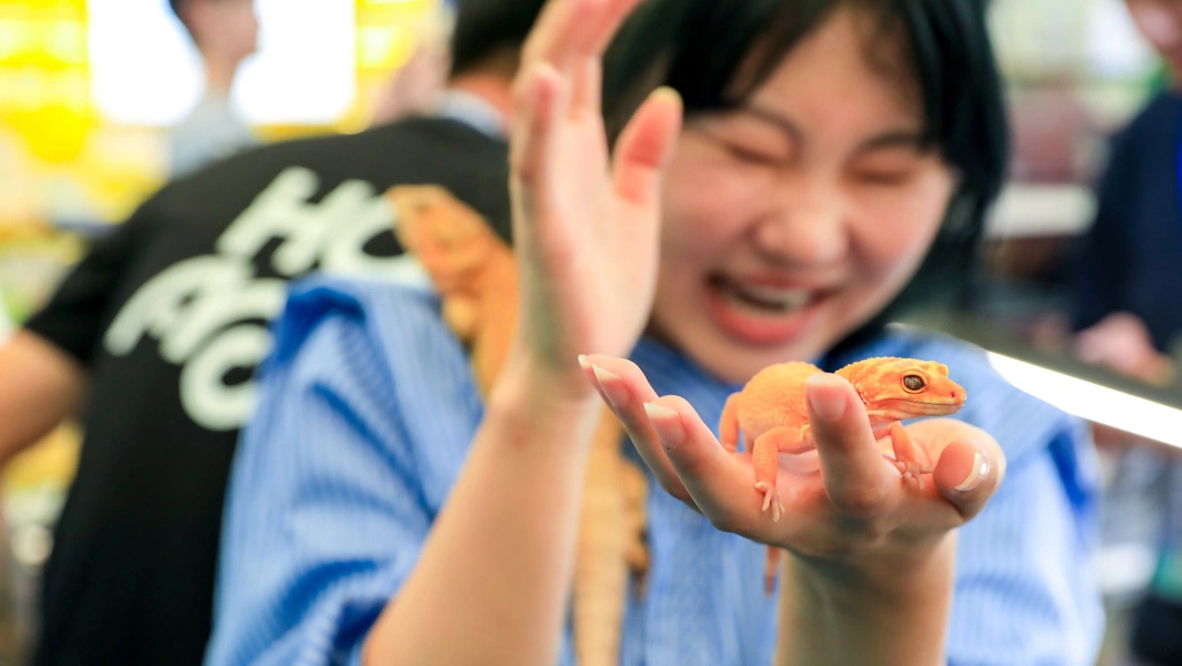 How geckos build trust with humans