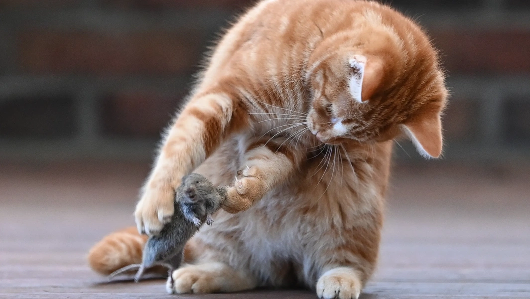 Why cats knock things over explained