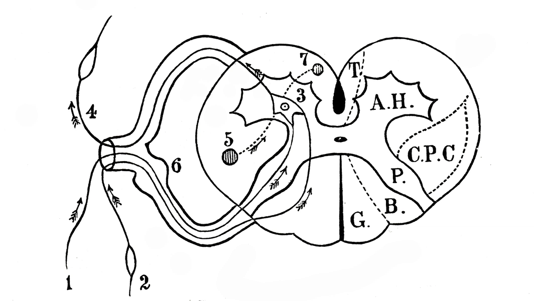 Unusual human reflexes and their origins
